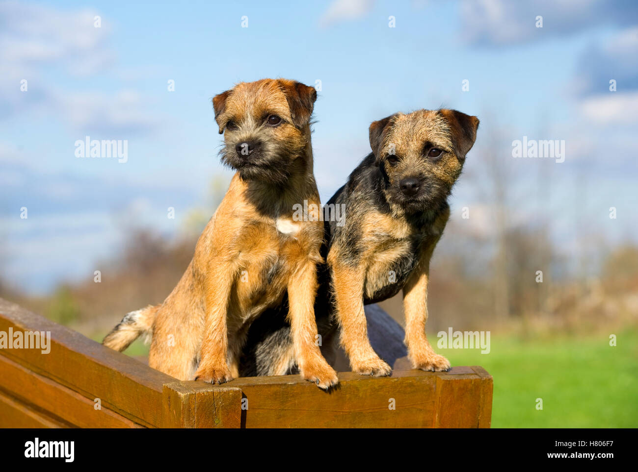 Border Terrier (Canis familiaris) pair in cart Stock Photo - Alamy