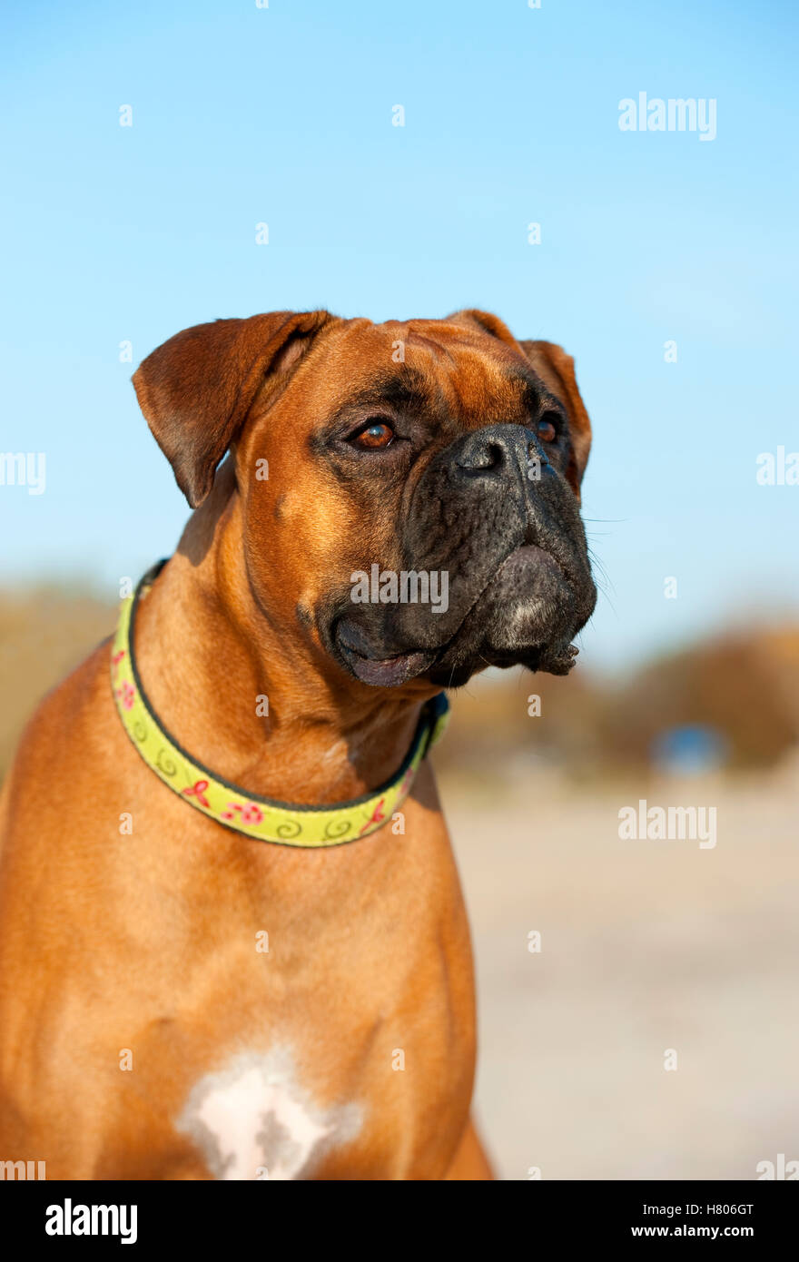 Boxer (Canis familiaris Stock Photo - Alamy