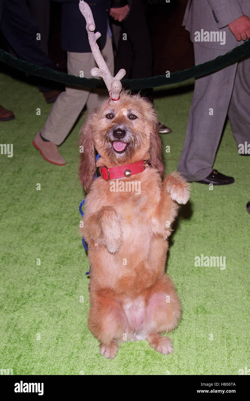 MAX. "THE GRINCH" LA PREMIER UNIVERSAL STUDIOS BURBANK LA USA 08 ...