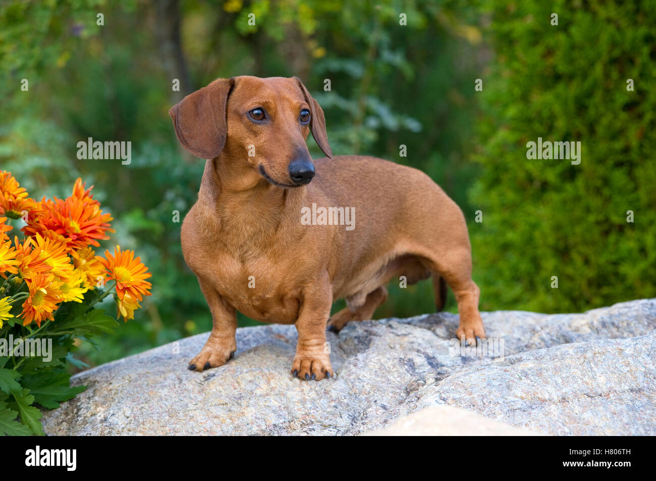 Miniature Smooth Dachshund (Canis familiaris Stock Photo - Alamy
