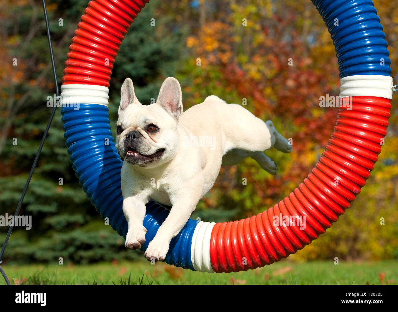 French Bulldog (Canis familiaris) jumping through ring Stock Photo - Alamy