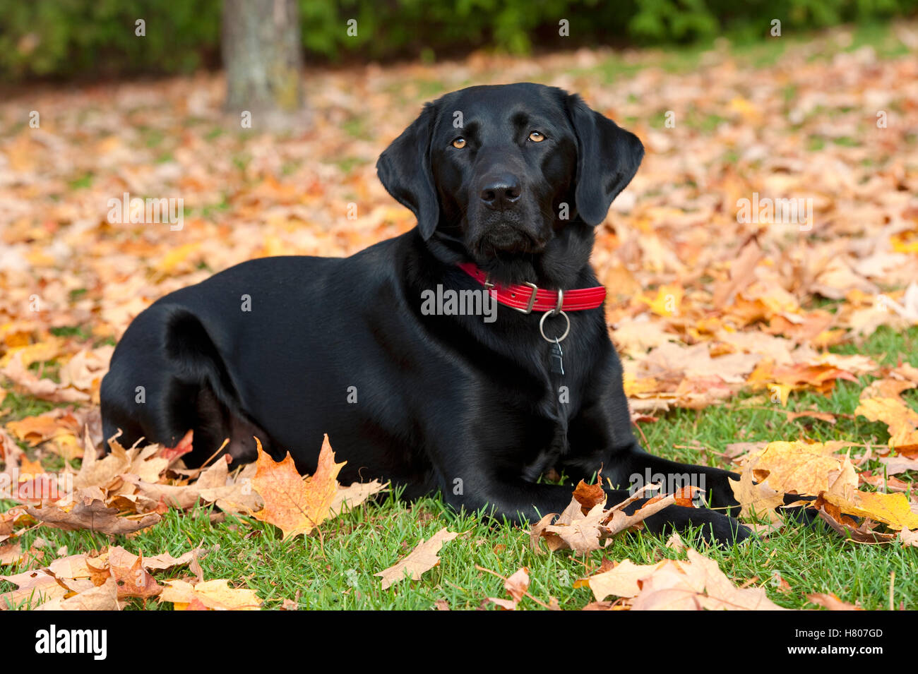 Black Labrador Retriever (Canis familiaris) lying amid autumn leaves ...