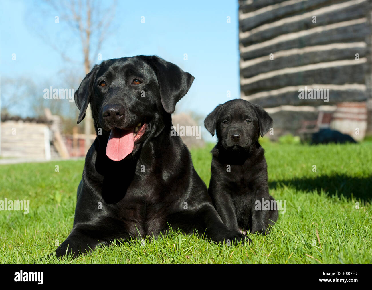 Black Labrador Retriever (Canis familiaris) mother and puppy Stock ...