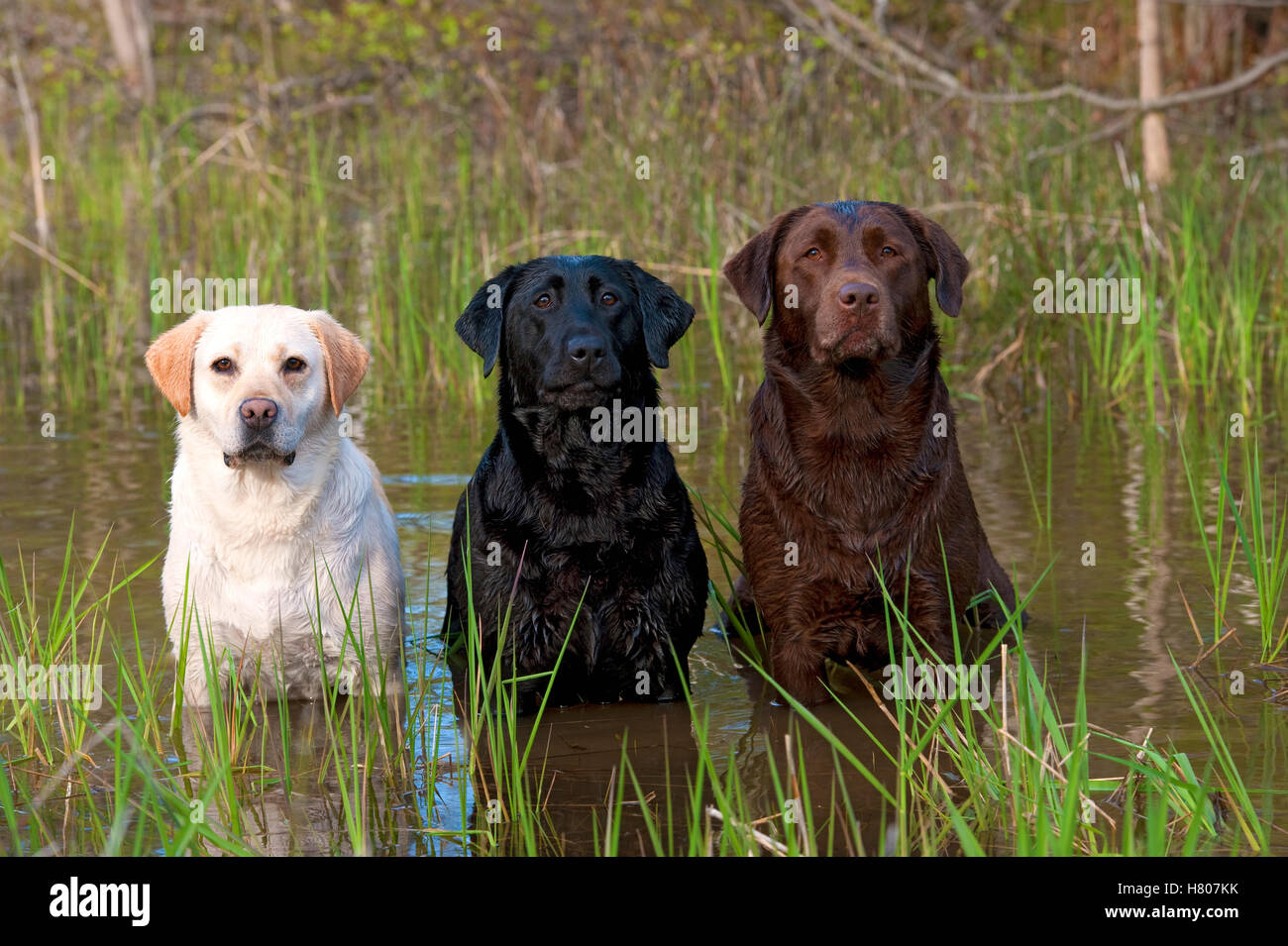 Labrador Retriever (Canis familiaris) trio in water Stock Photo - Alamy