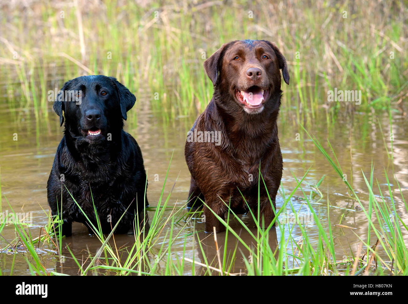 Labrador Retriever (Canis familiaris) pair in water Stock Photo - Alamy