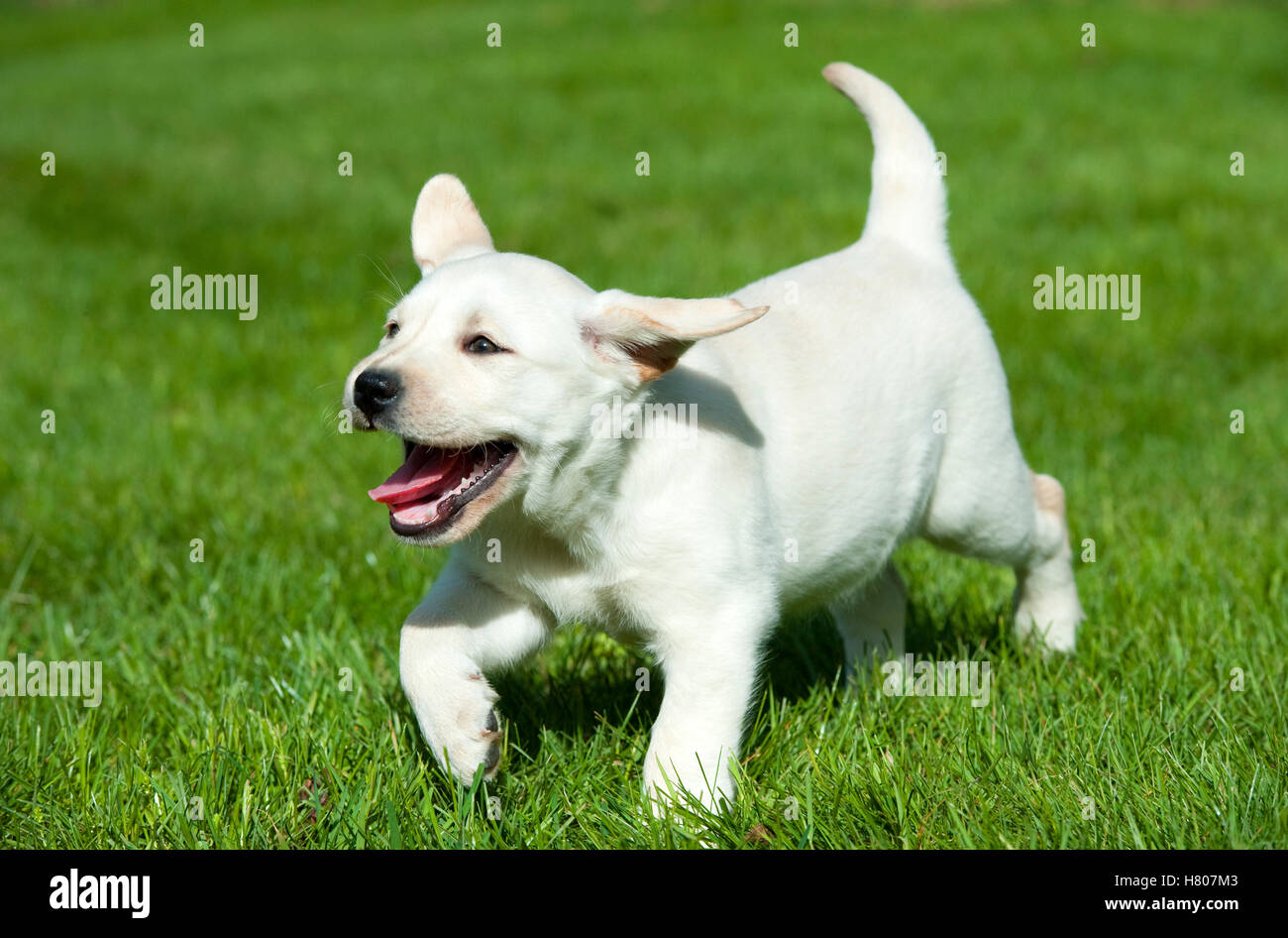 Yellow Labrador Retriever (Canis familiaris) puppy running Stock Photo ...
