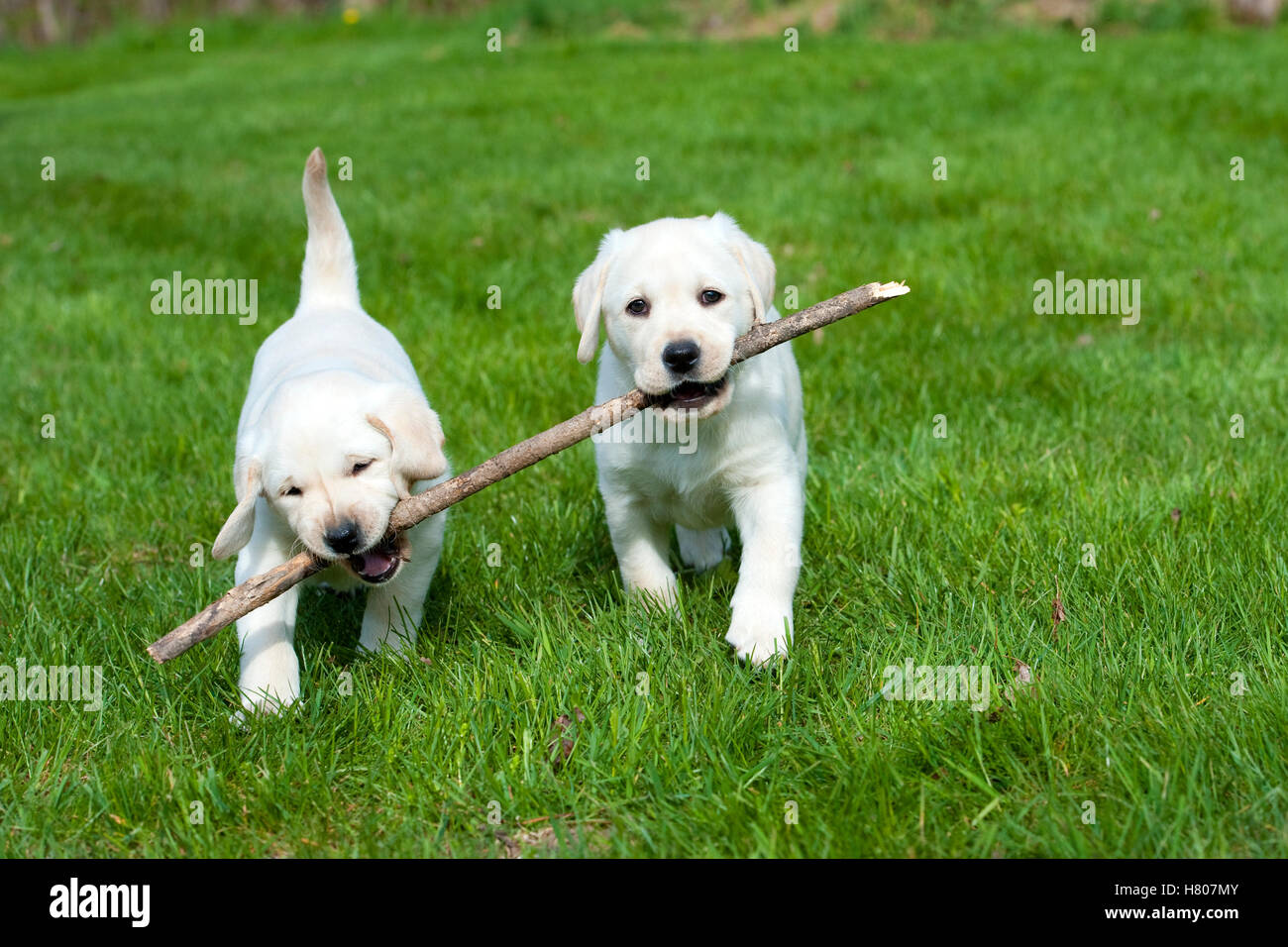 Yellow Labrador Retriever (Canis familiaris) puppies playing with stick ...