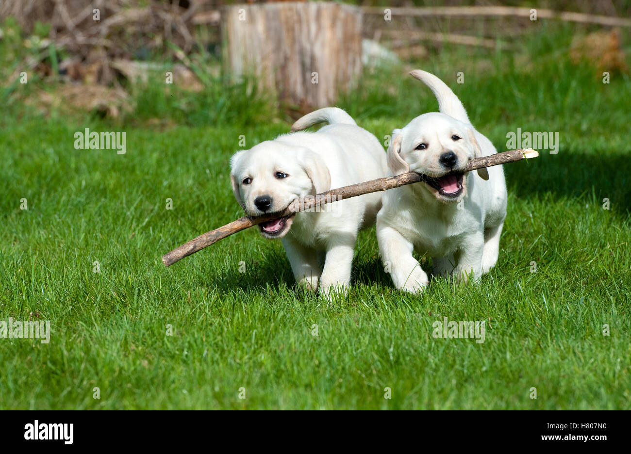 Yellow Labrador Retriever (Canis familiaris) puppies playing with stick ...