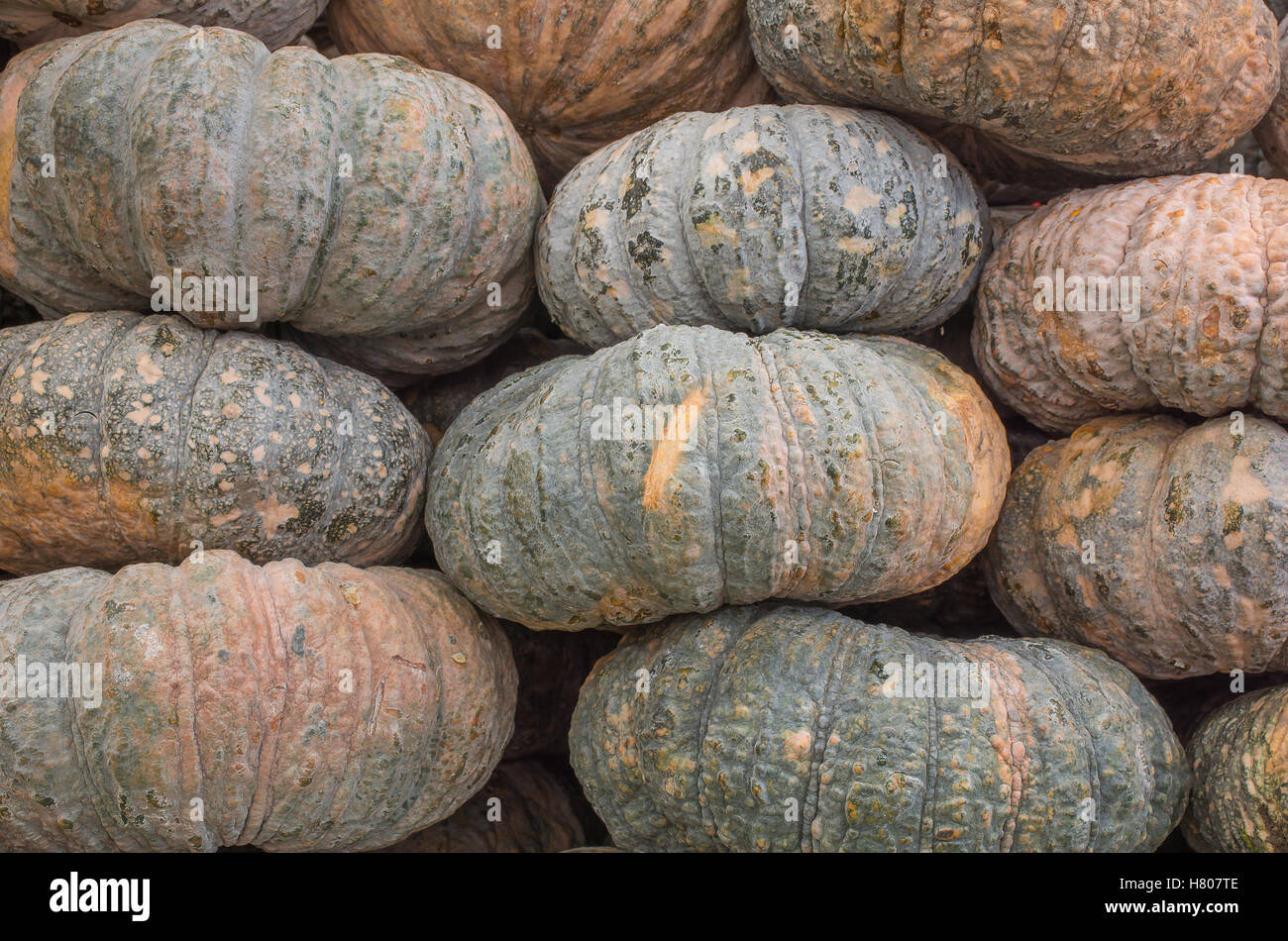 Pile of pumpkins hi-res stock photography and images - Alamy