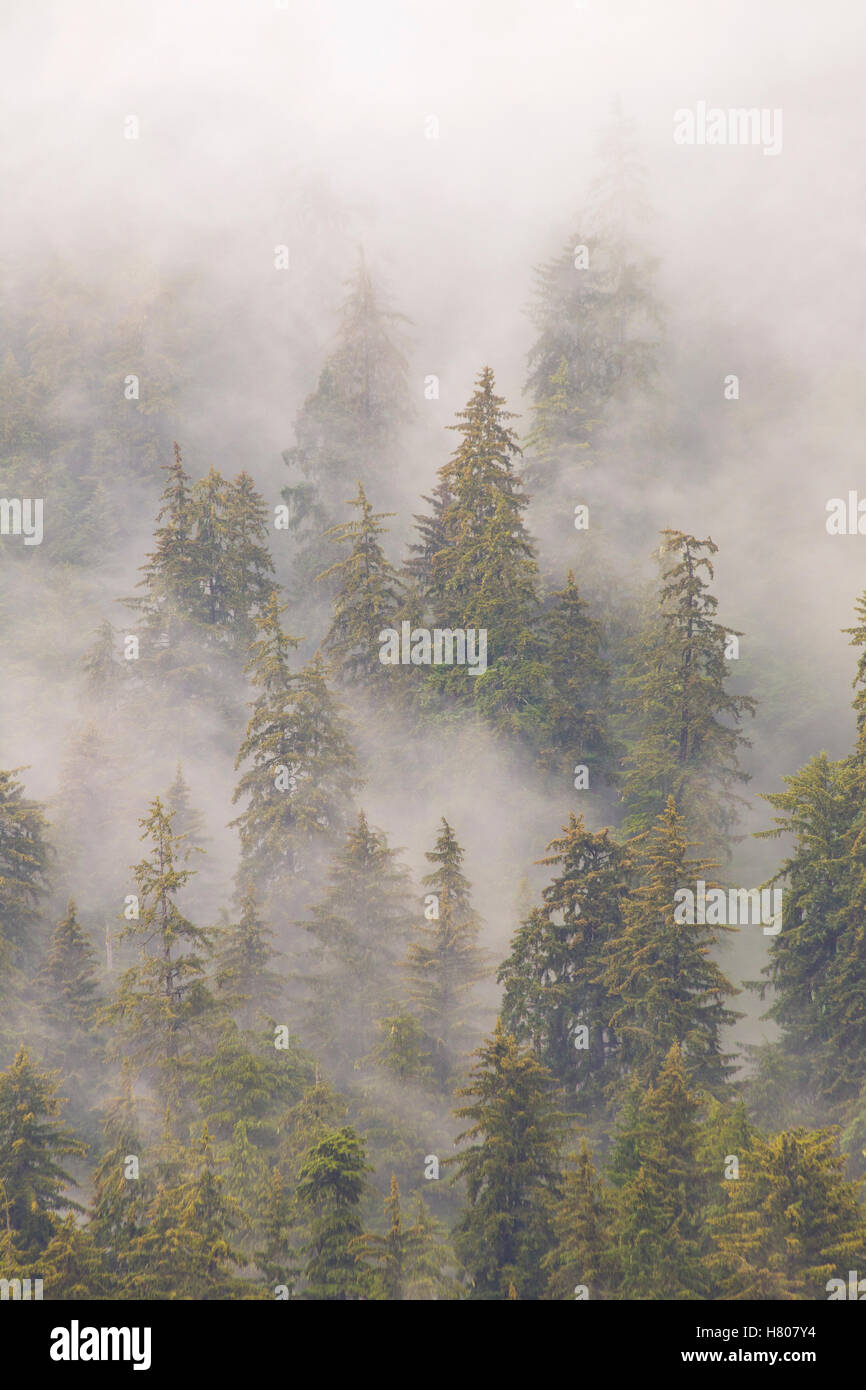Mist in Tongass National Forest, Juneau, Alaska Stock Photo - Alamy