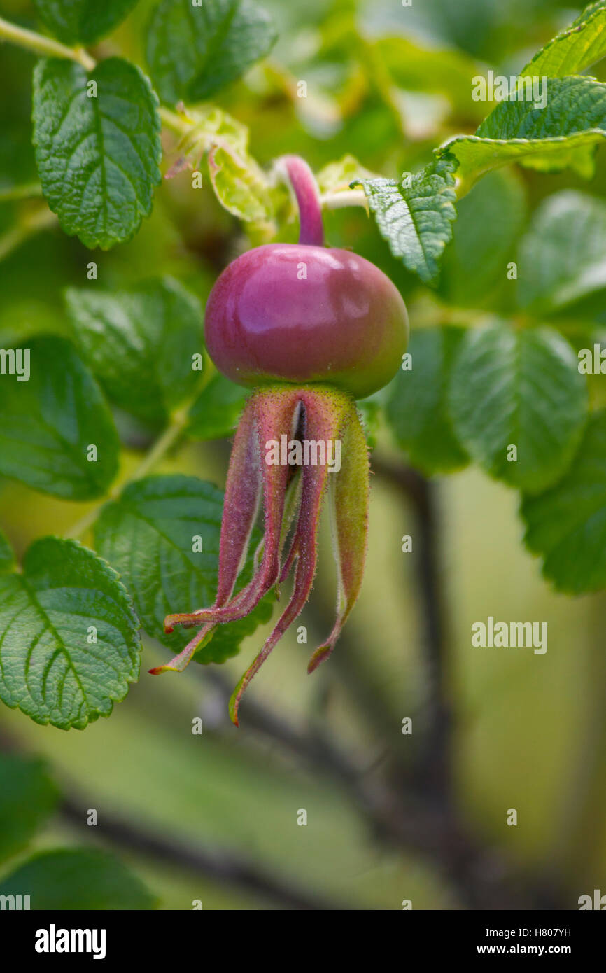 Nootka Rose (Rosa nutkana) hip, Haines, Alaska Stock Photo - Alamy
