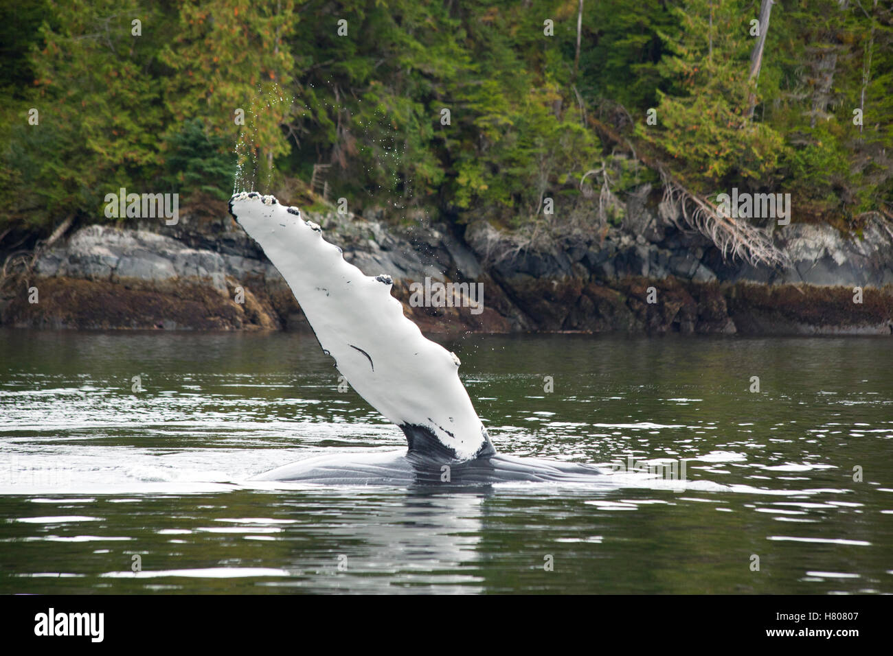 Humpback Whale (Megaptera novaeangliae) flipper near Borde Island ...