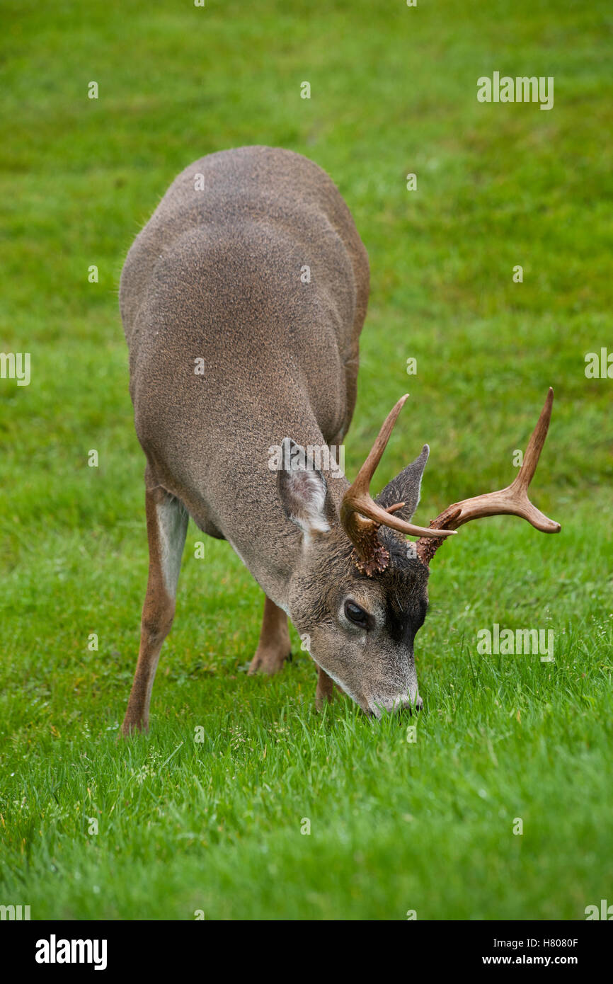 Sitka Deer (Odocoileus hemionus sitkensis) buck grazing near Prince ...