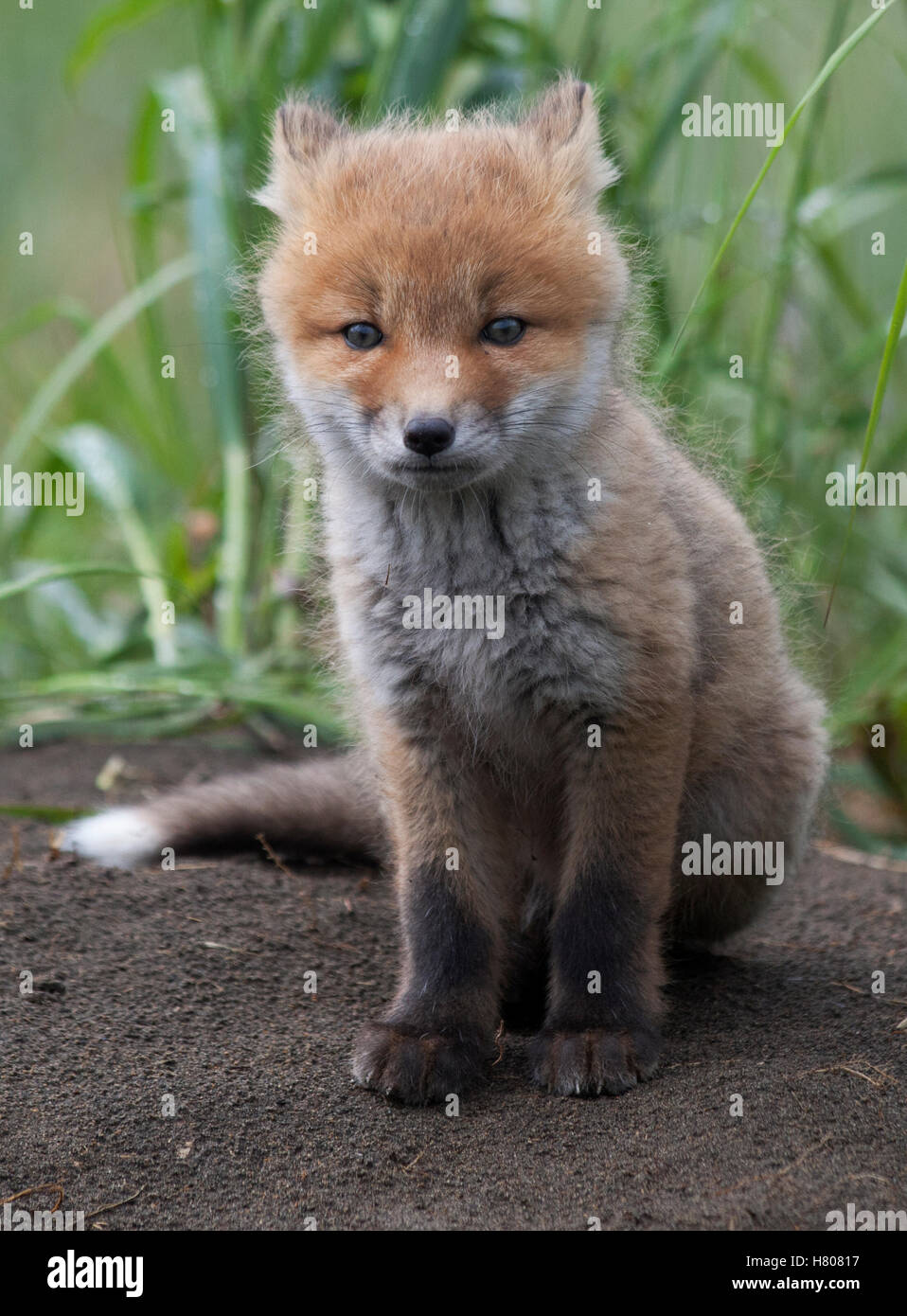Red Fox (Vulpes vulpes) kit, Katmai National Park, Alaska Stock Photo ...