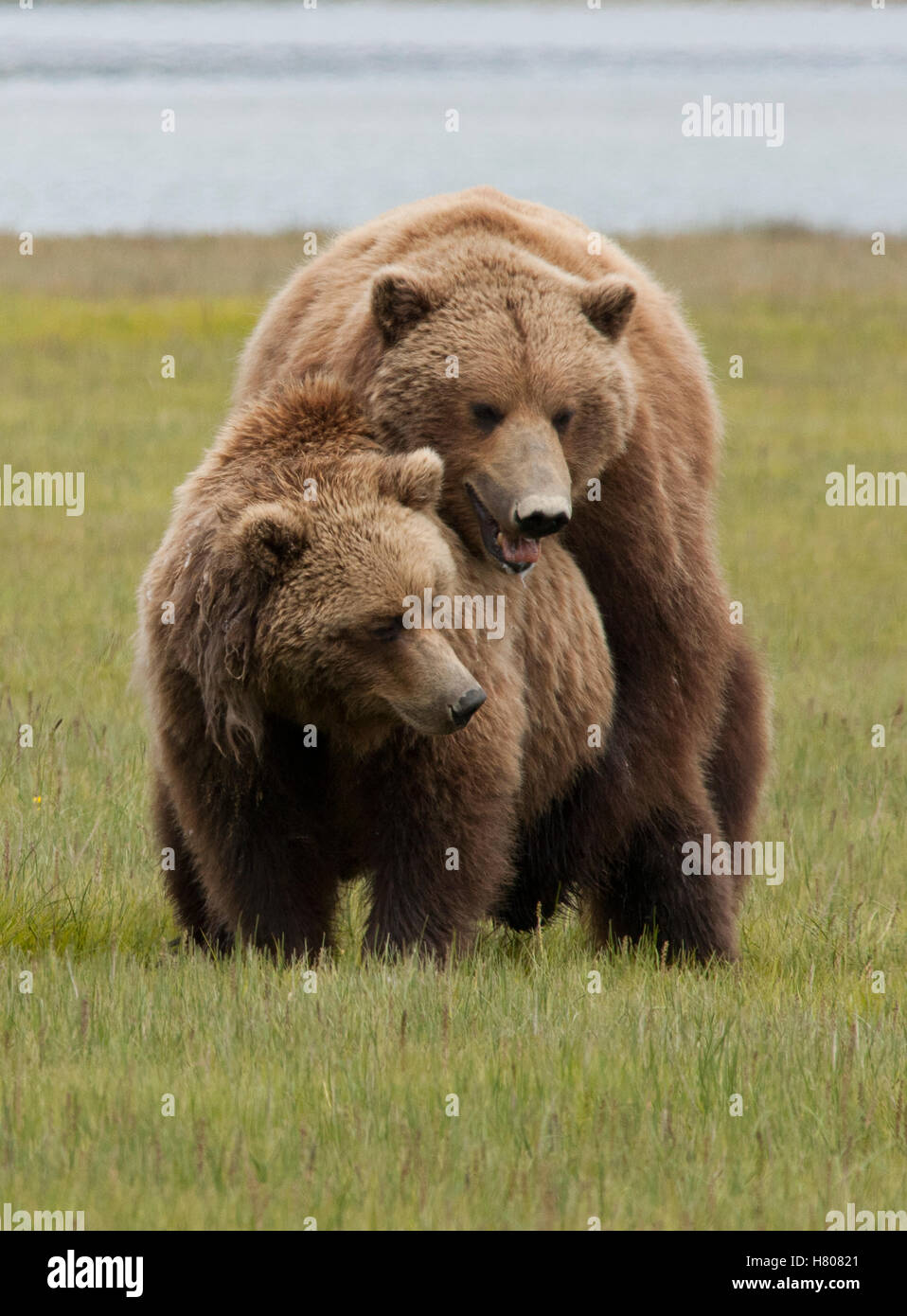 Grizzly Bear (Ursus arctos horribilis) mating, Katmai National Park ...