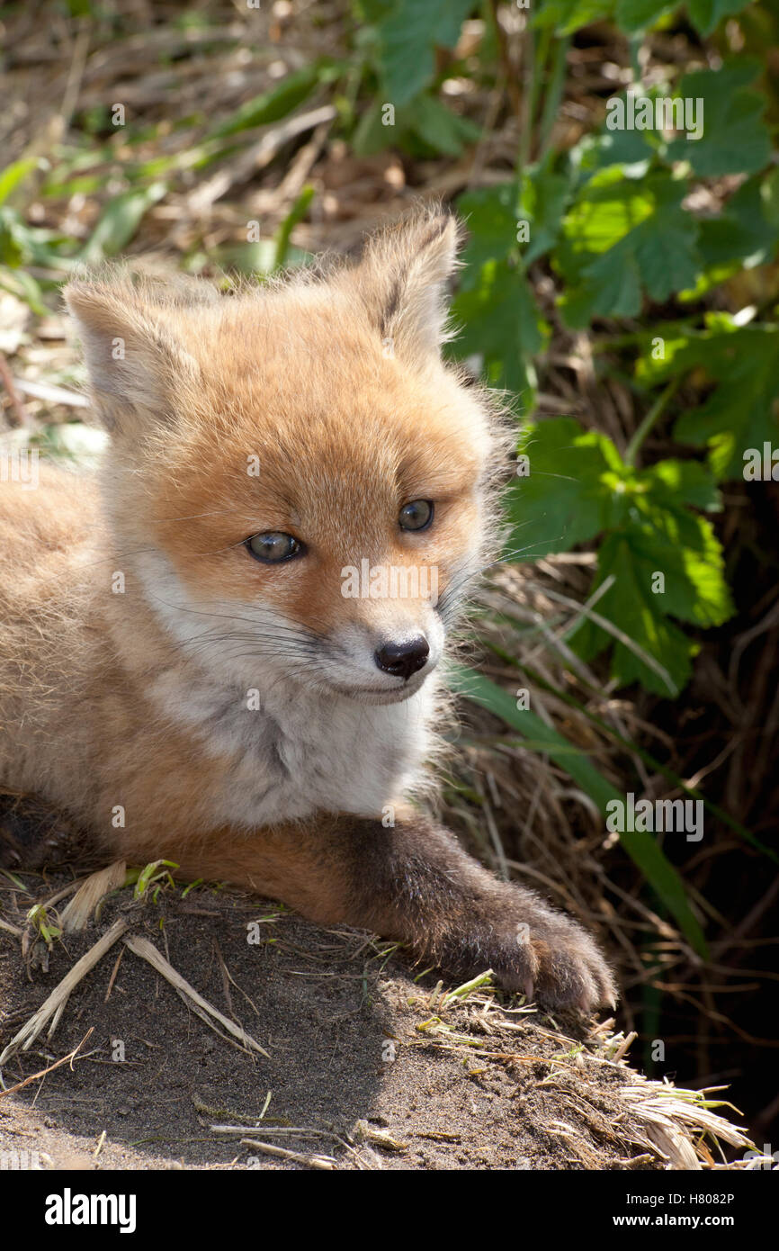 Red Fox (Vulpes vulpes) kit, Katmai National Park, Alaska Stock Photo ...