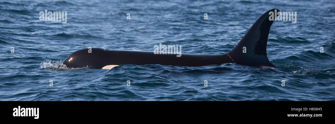 Orca (Orcinus orca) surfacing showing dorsal fin in Queen Charlotte ...