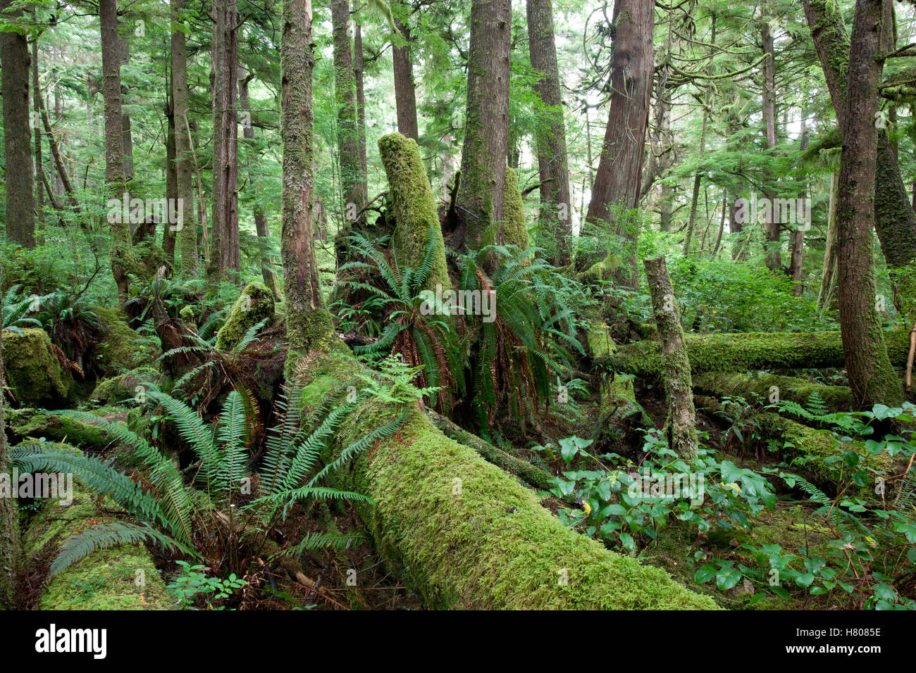 Inteiror of old-growth temperate rainforest, Vancouver Island near Cape ...