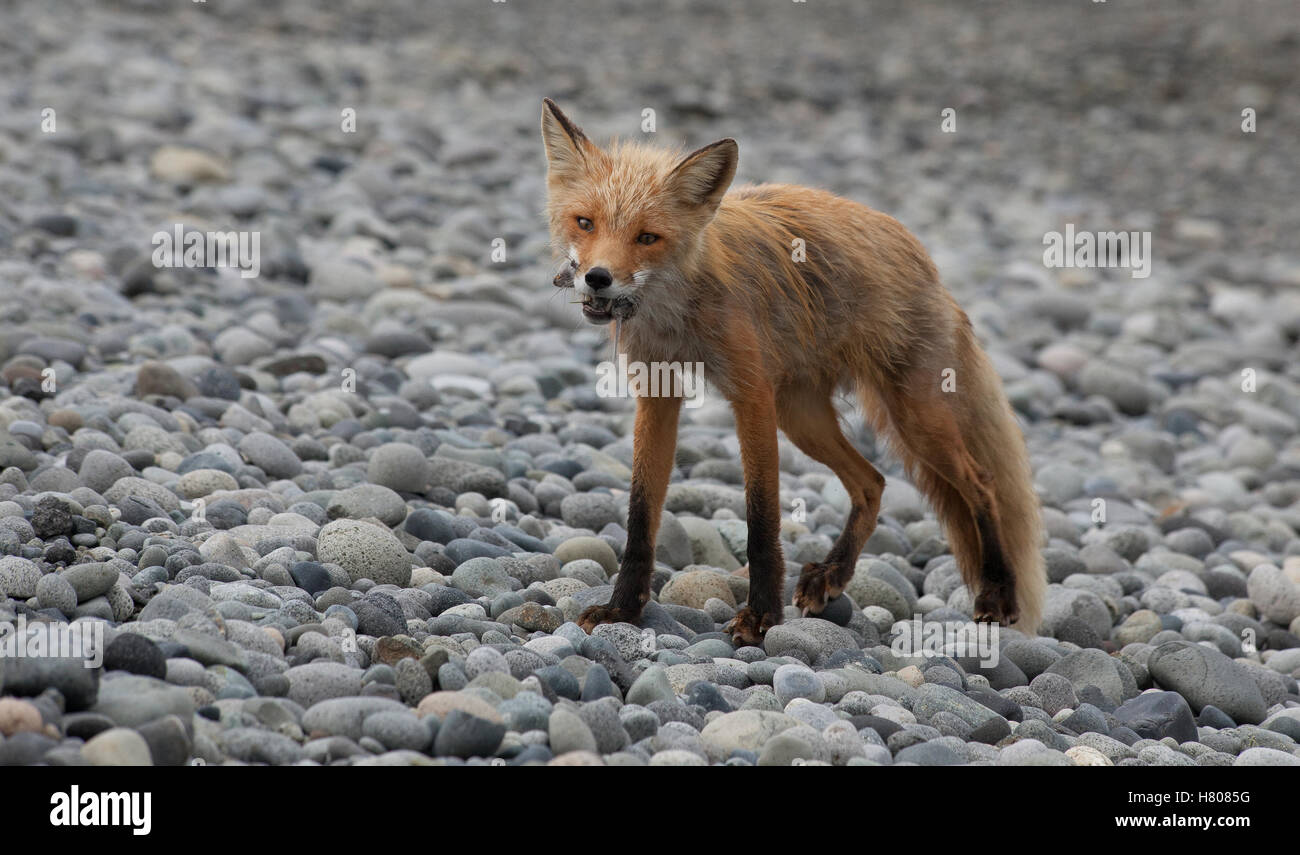 Red Fox (Vulpes vulpes) with rodent prey in mouth, Katmai National Park ...
