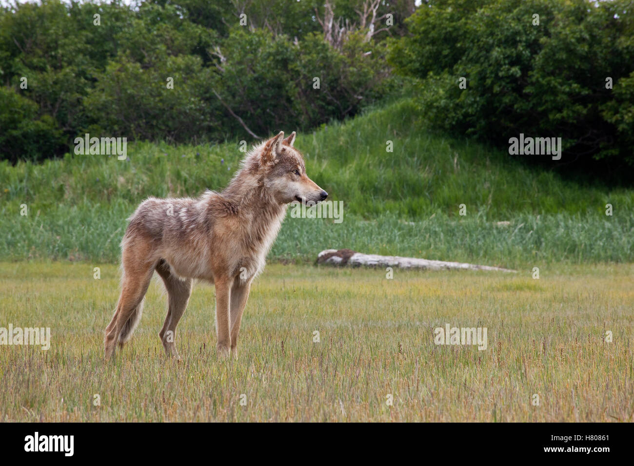 Wolf (Canis lupus), Katmai National Park, Alaska Stock Photo - Alamy