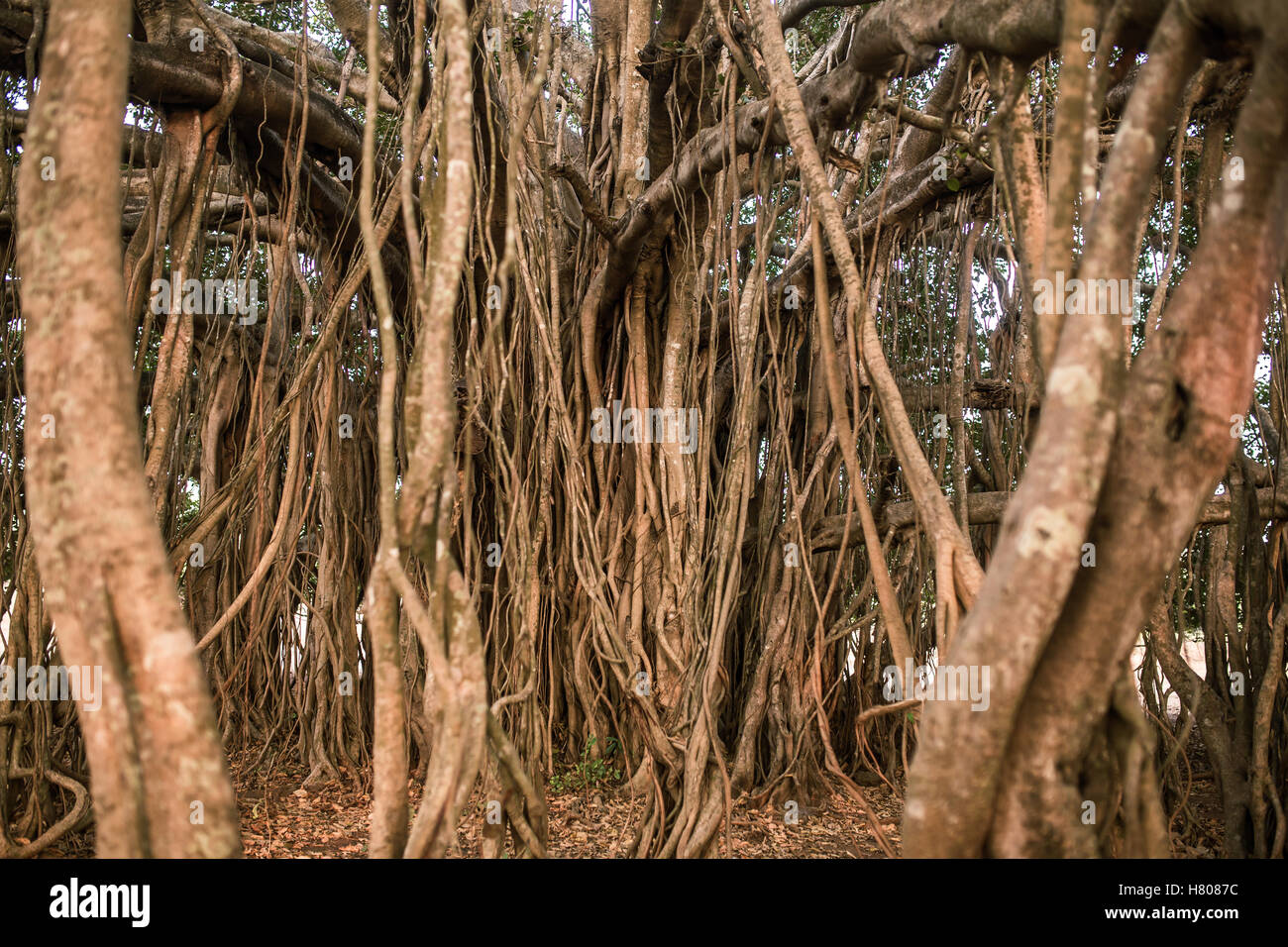 Tree of Life, Amazing Banyan Tree in morning sunlight Stock Photo - Alamy
