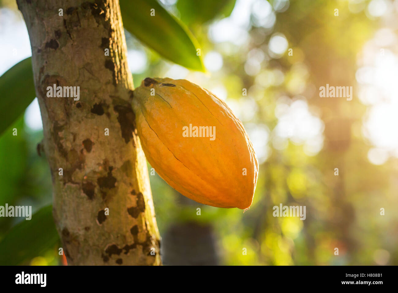 Cocoa fruit hanging on the tree Stock Photo - Alamy