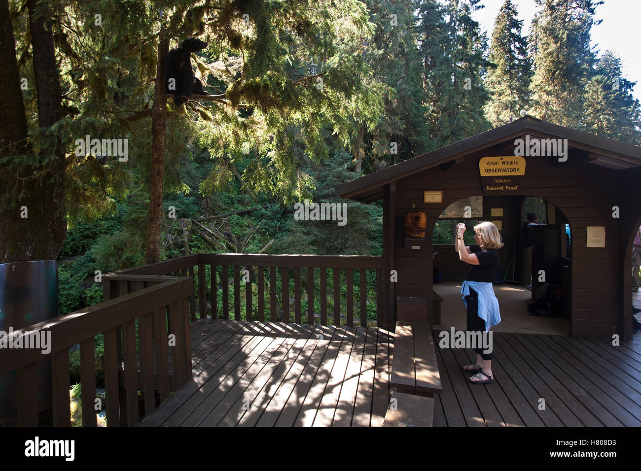Black Bear (Ursus americanus) in tree above Anan Creek Bear Observatory ...