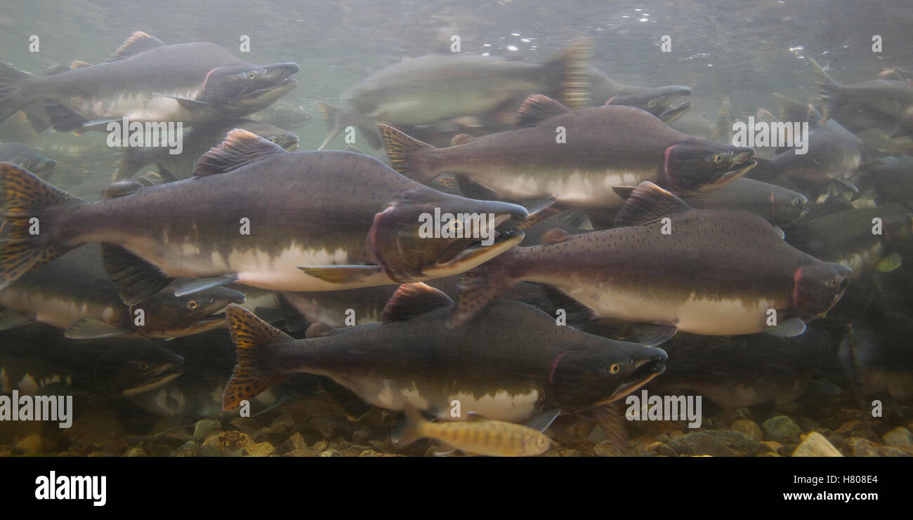 Pink Salmon (Oncorhynchus gorbuscha) swimming during migration, Indian ...