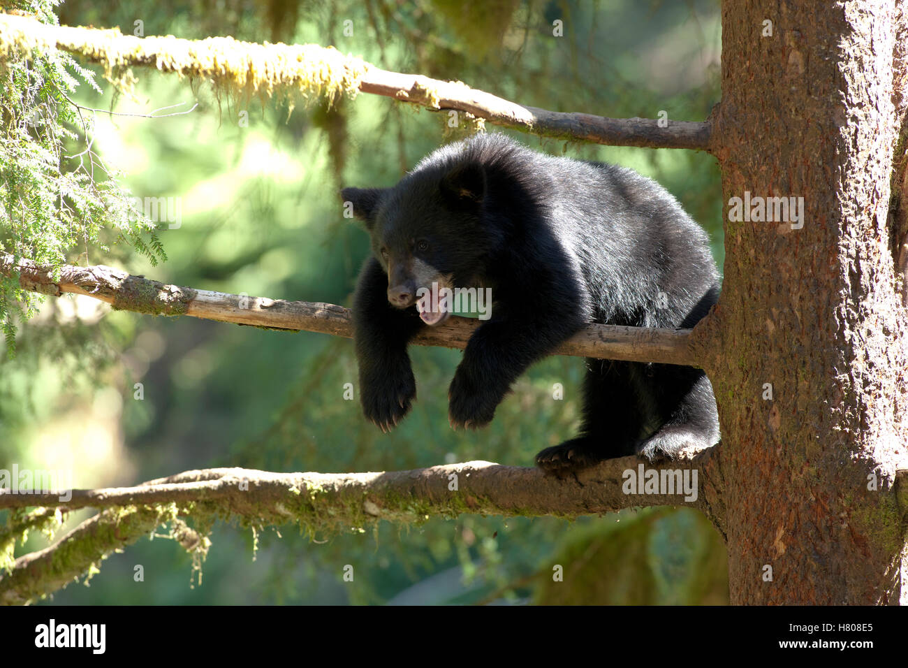 Black Bear (Ursus americanus) cub calling in tree along Anan Creek ...