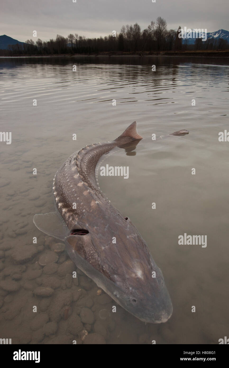 White Sturgeon (Acipenser transmontanus) in Fraser River, Canada Stock ...