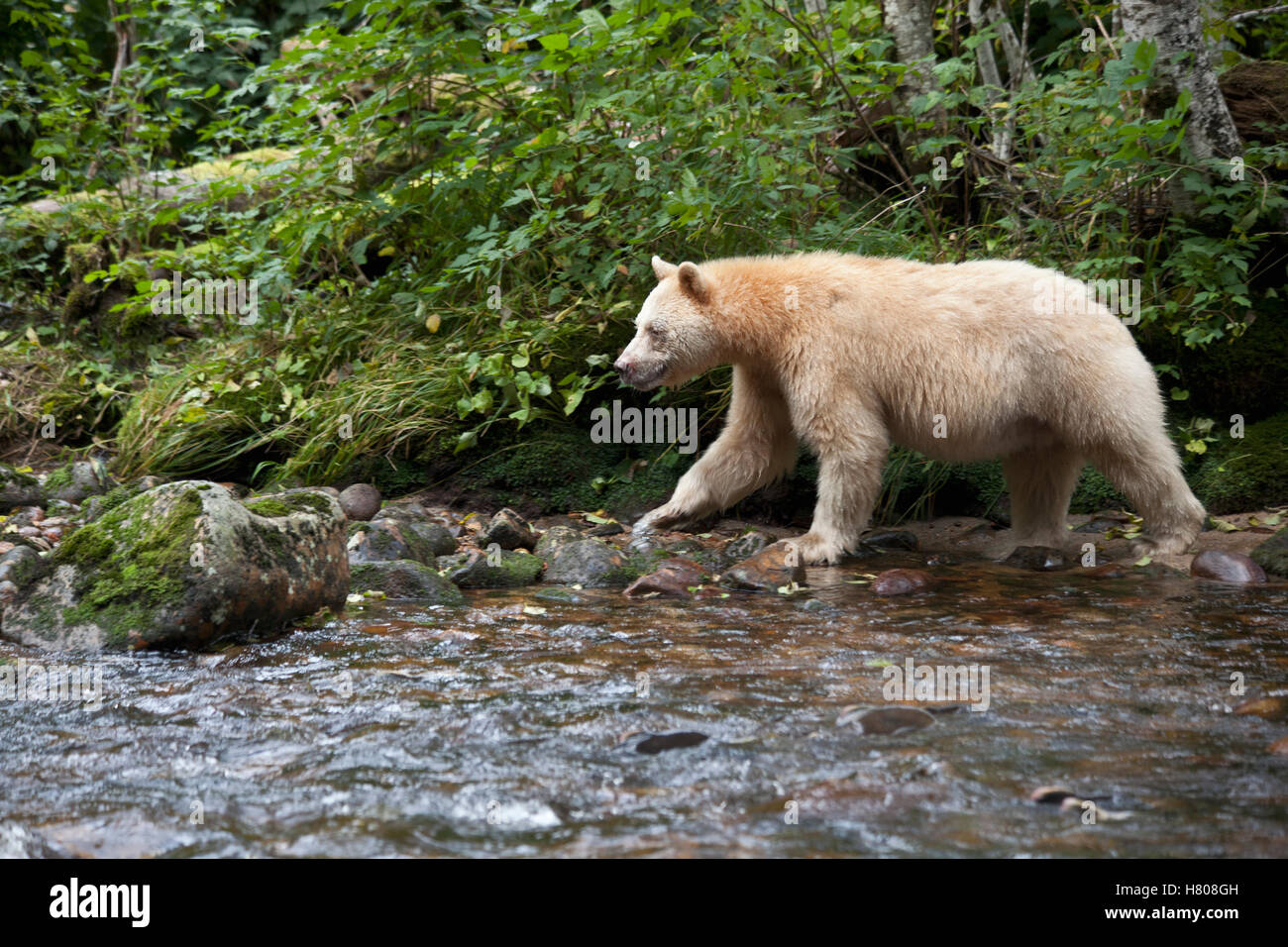 Kermode Bear (Ursus americanus kermodei), white morph called spirit ...
