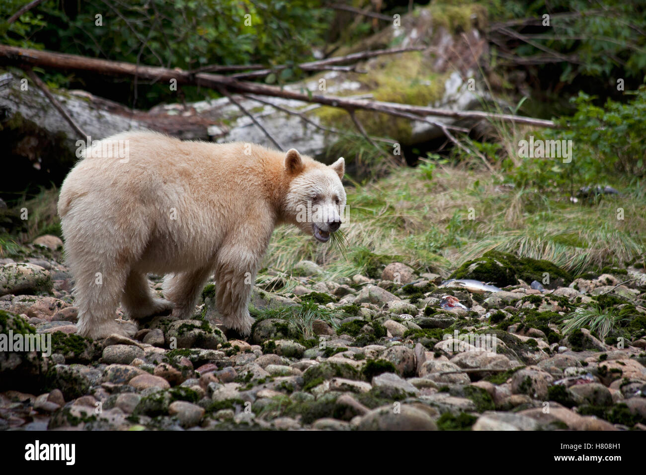 Kermode Bear (Ursus americanus kermodei), white morph called spirit ...