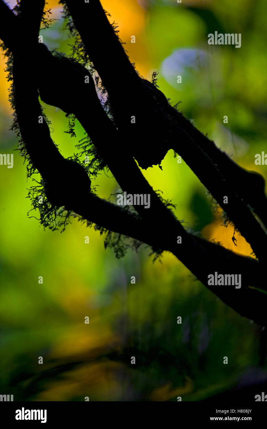 Moss covered lianas in rainforest, Atewa Range, Ghana Stock Photo - Alamy