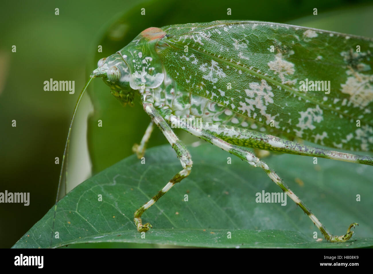 Canopy Lichen Katydid (Goetia galbana), Atewa Range, Ghana Stock Photo ...