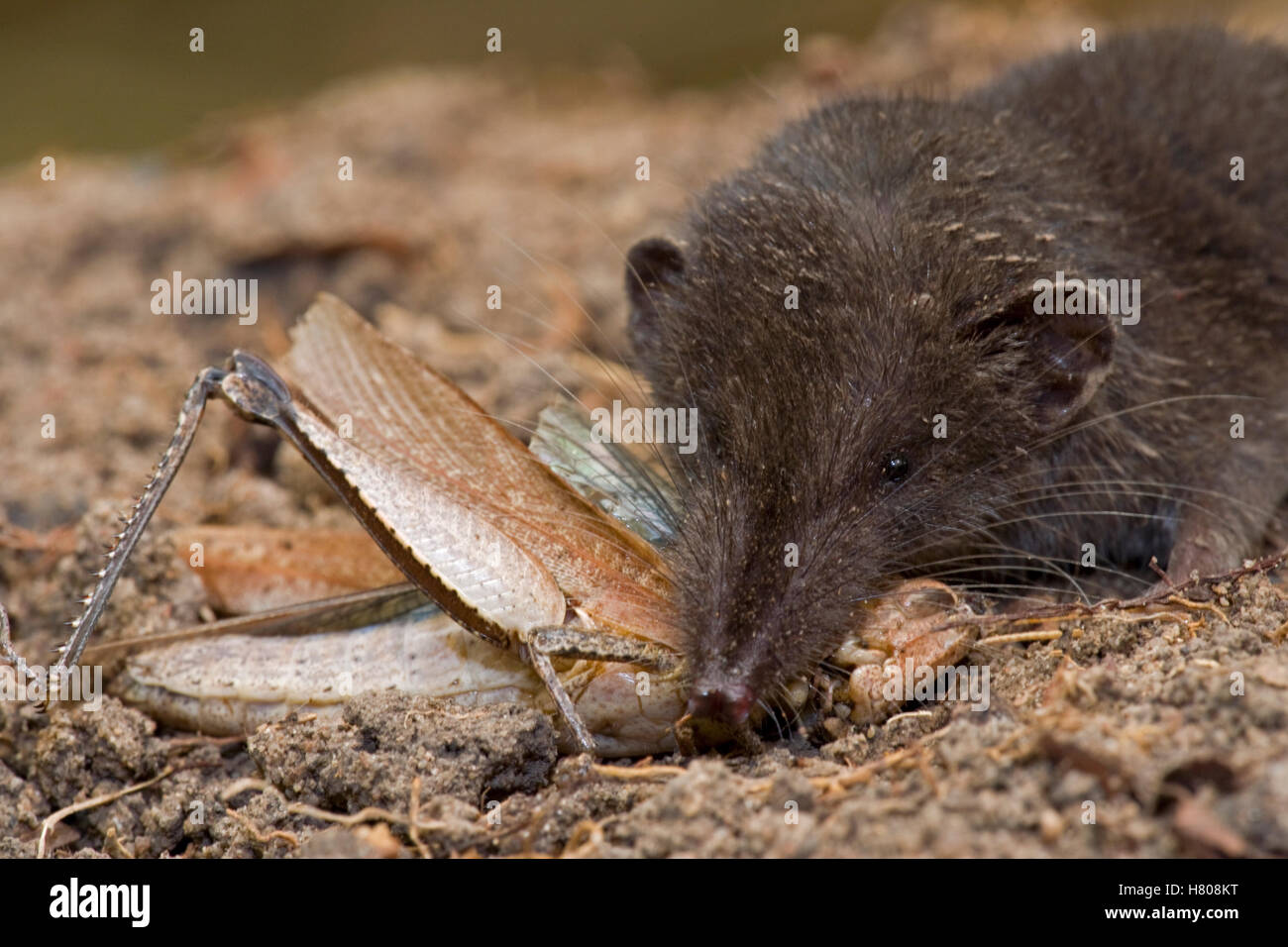 Shrew (Crocidura sp) feeding on grasshopper, Guinea Stock Photo - Alamy