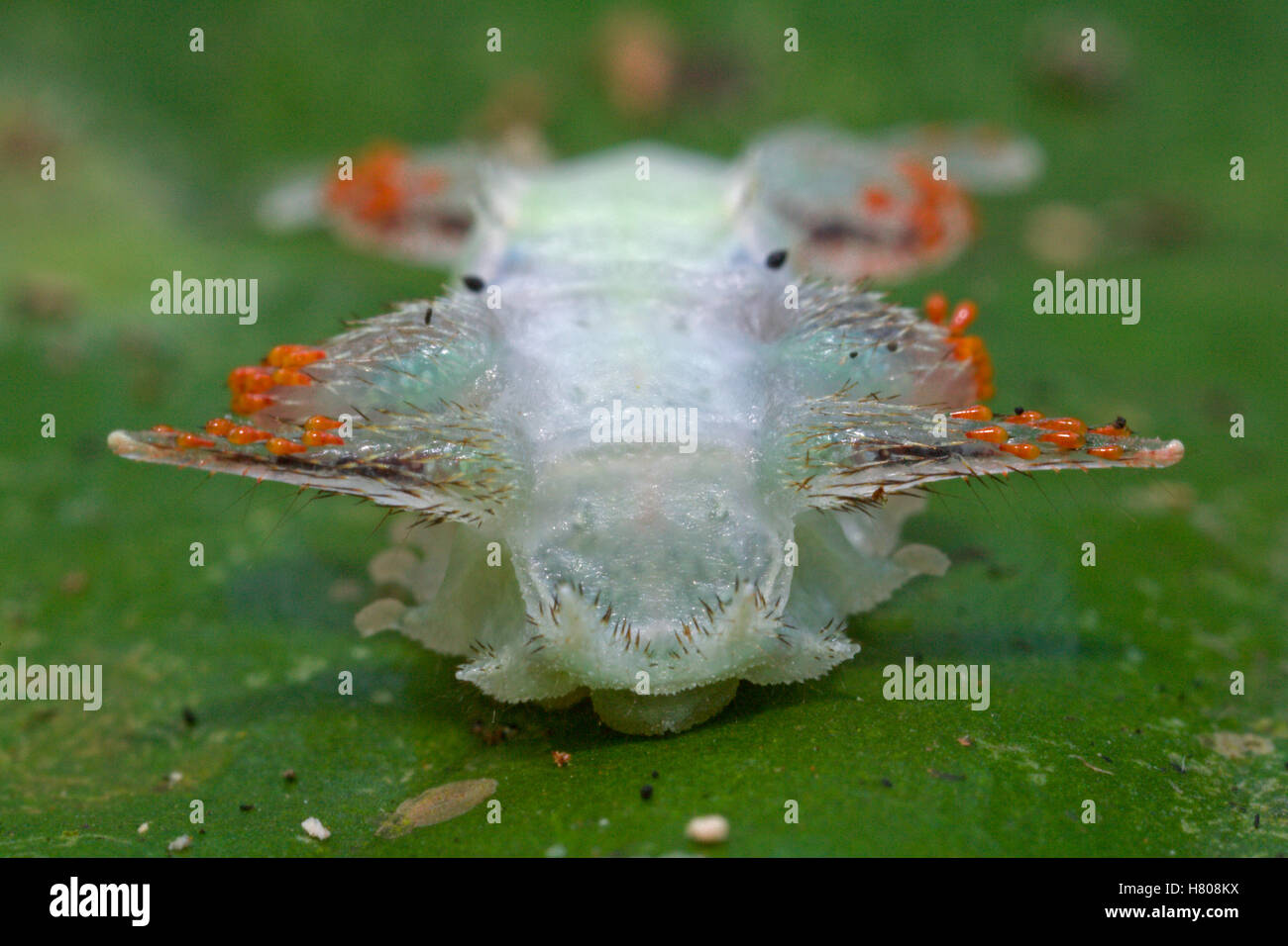 Cup Moth (Limacodidae) caterpillar, Ghana Stock Photo - Alamy