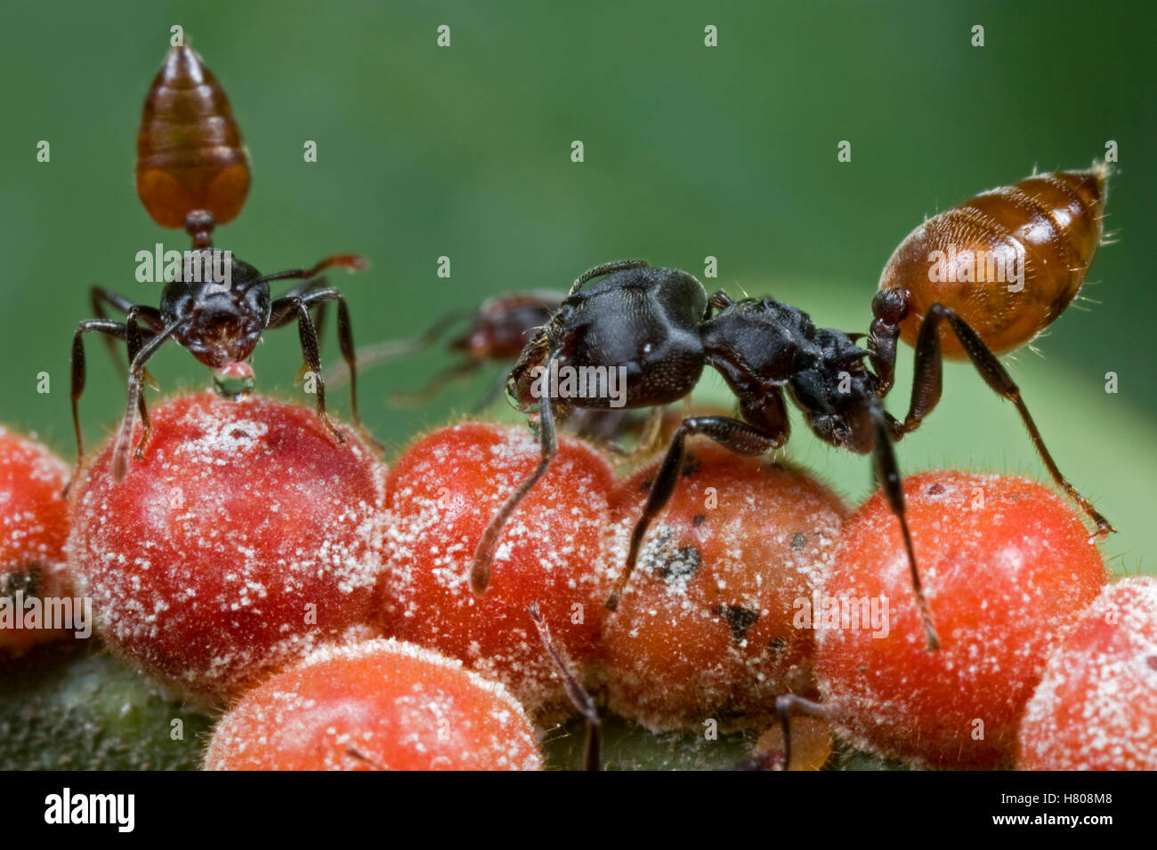 Ant (Crematogaster sp) pair tending to scale insects, Guinea Stock ...