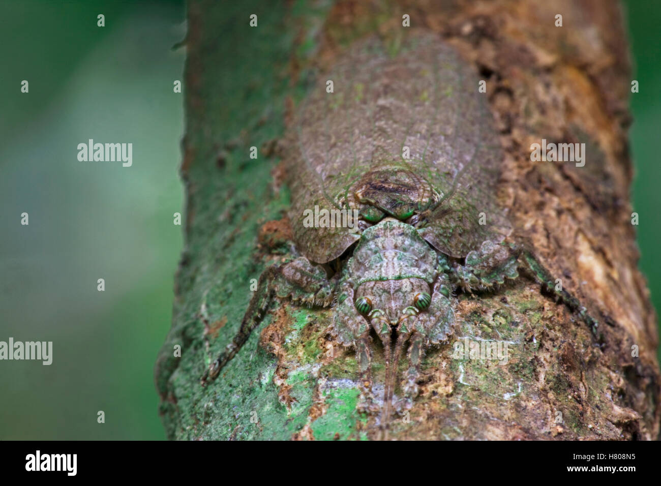 Lichen-mimicking Sylvan Katydid (Cymatomera chopardi) camouflaged on ...