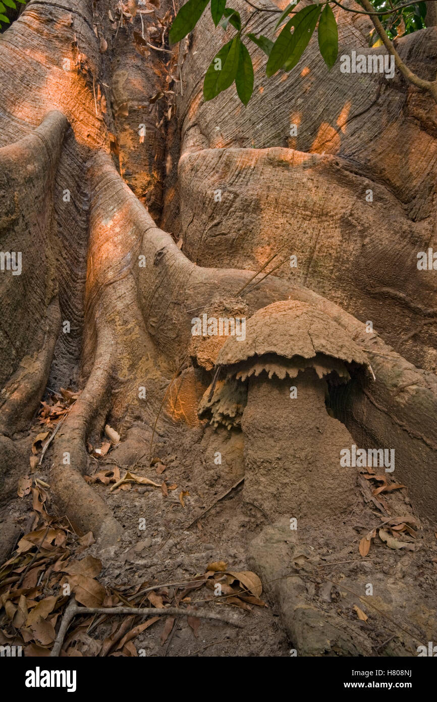 Higher Termite (Cubitermes sp) mound against buttress root, Guinea ...