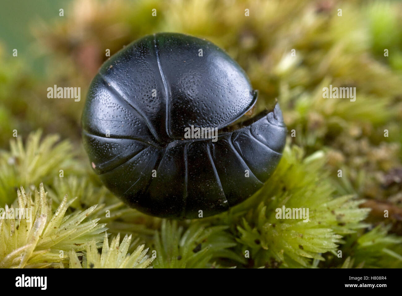 Ball Cockroach (Perisphaerus sp) rolled up in defensive posture ...