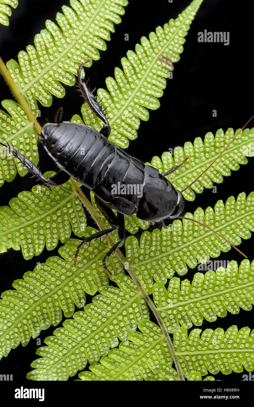Cockroach (Eurycotis sp) on fern, Costa Rica Stock Photo - Alamy