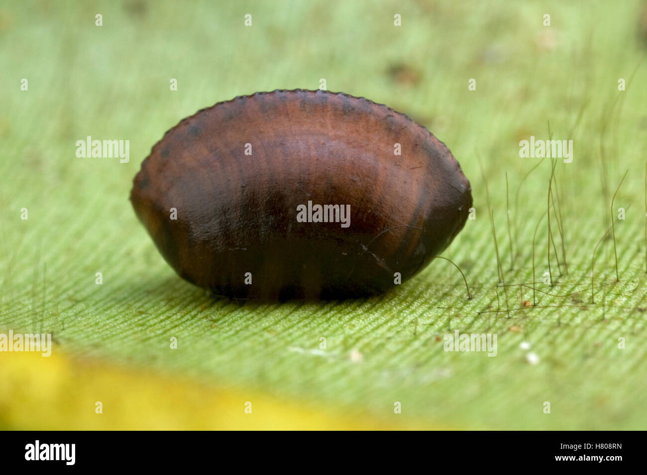 Cockroach egg mass called an ootheca, Papua New Guinea Stock Photo - Alamy