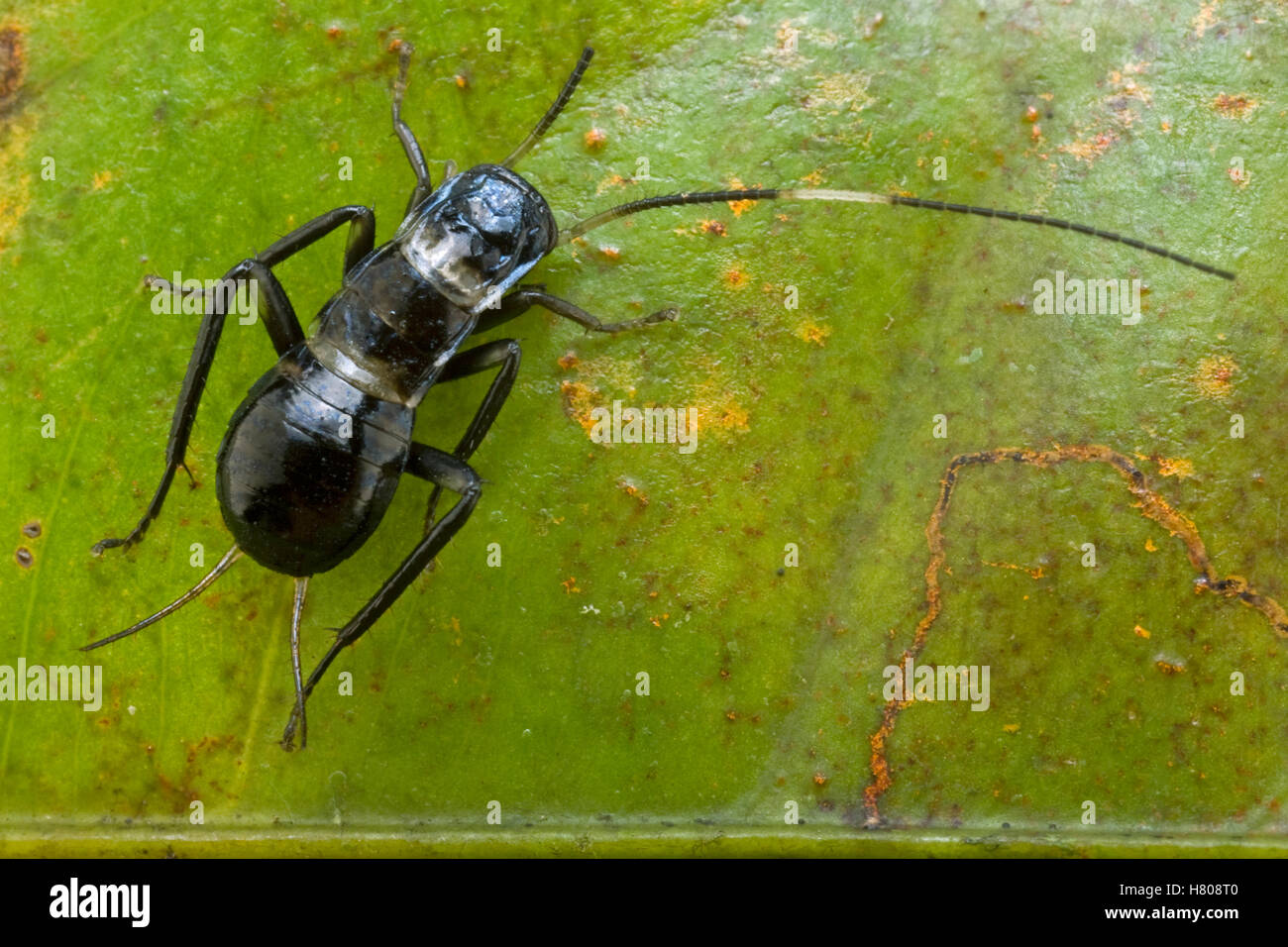 Arboreal cockroach nymph, Papua New Guinea Stock Photo - Alamy