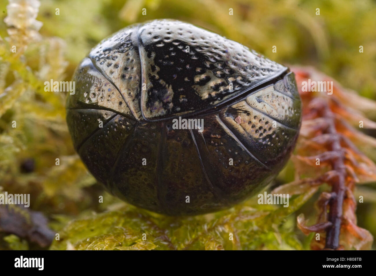 Ball Cockroach (Perisphaerus sp) rolled up in defensive posture, Papua ...