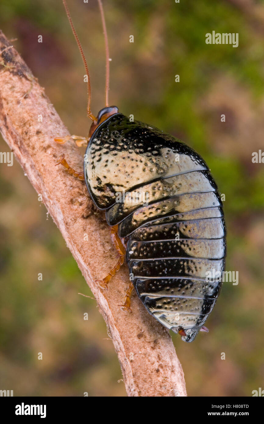 Ball Cockroach (Perisphaerus sp) climbing up twig, Papua New Guinea ...