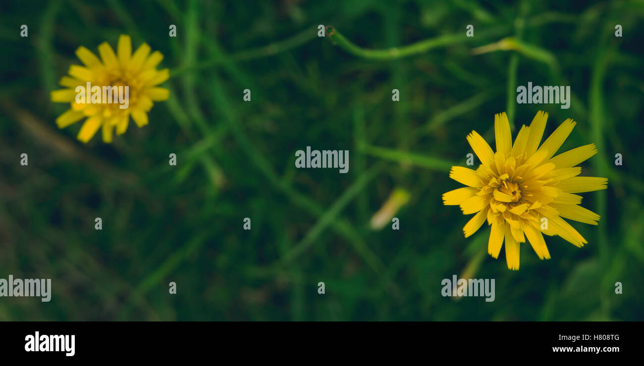 Irish wildflower hi-res stock photography and images - Alamy