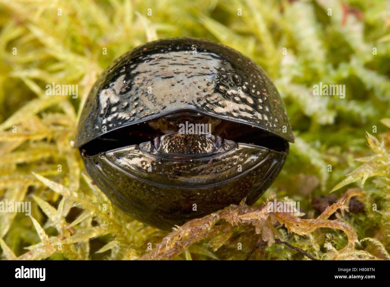 Ball Cockroach (Perisphaerus sp) rolled up in defensive posture, Papua ...