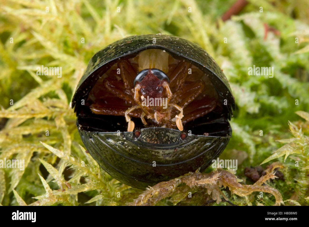 Ball Cockroach (Perisphaerus sp) emerging from rolled up defensive ...