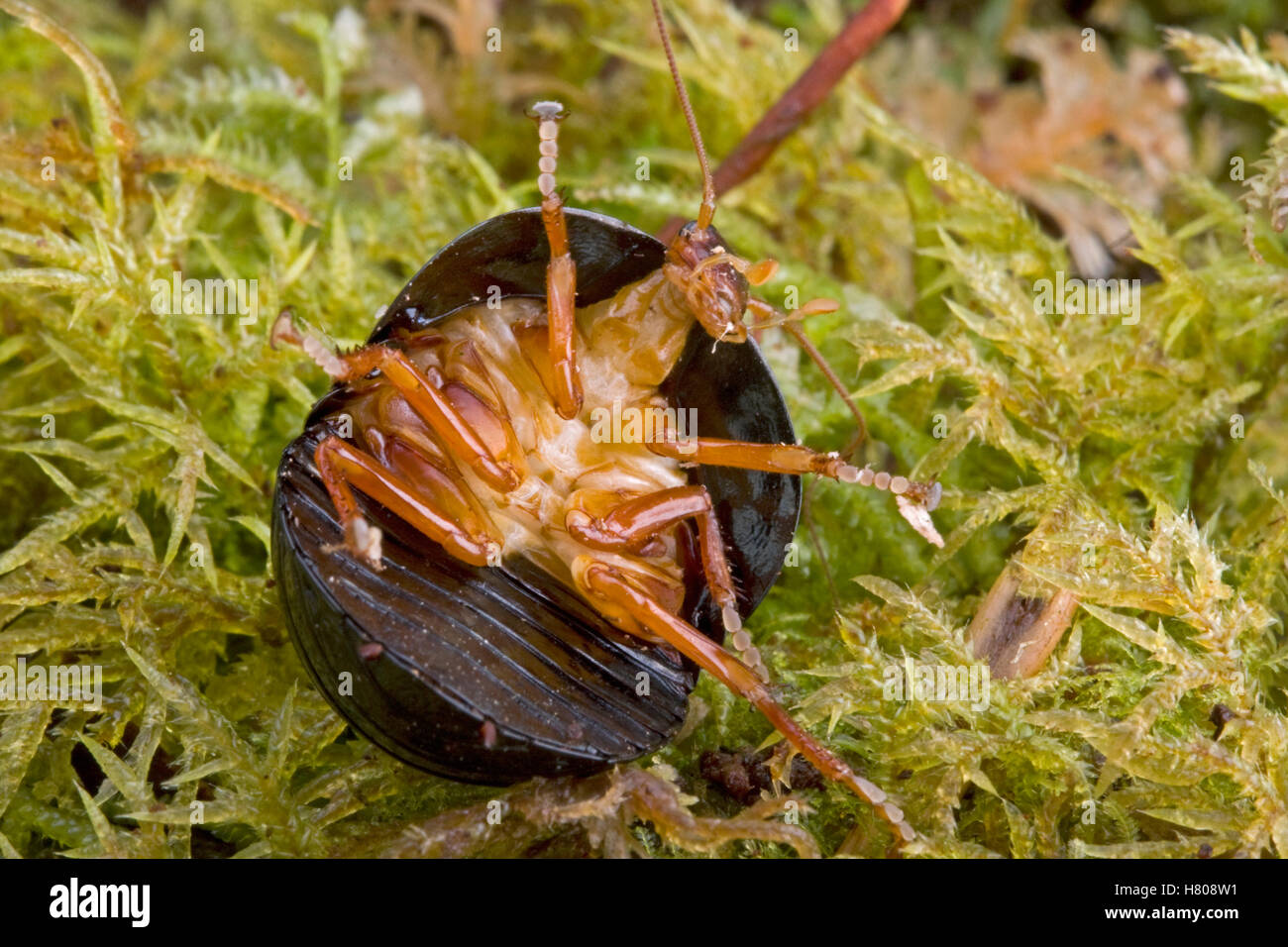 Ball Cockroach (Perisphaerus sp) emerging from rolled up defensive ...