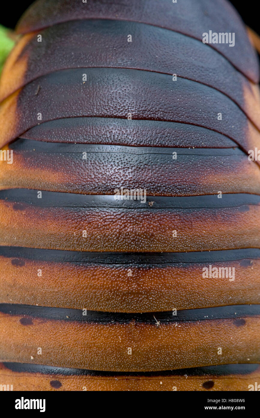 Cape Mountain Cockroach (Aptera fusca) female abdomen, South Africa ...